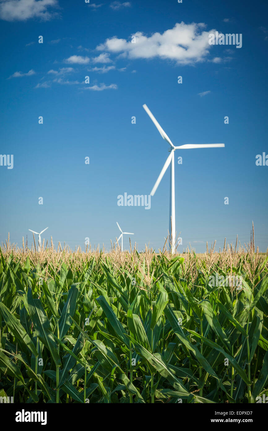 Wind turbine in corn field. Colo, Iowa Stock Photo - Alamy