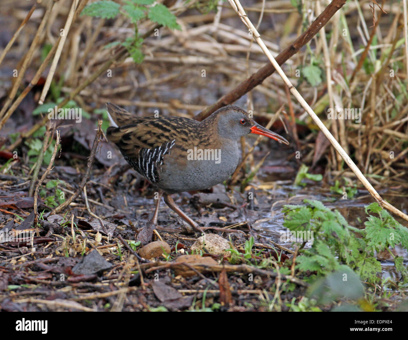 Water Rail, Rallus aquaticus Stock Photo - Alamy