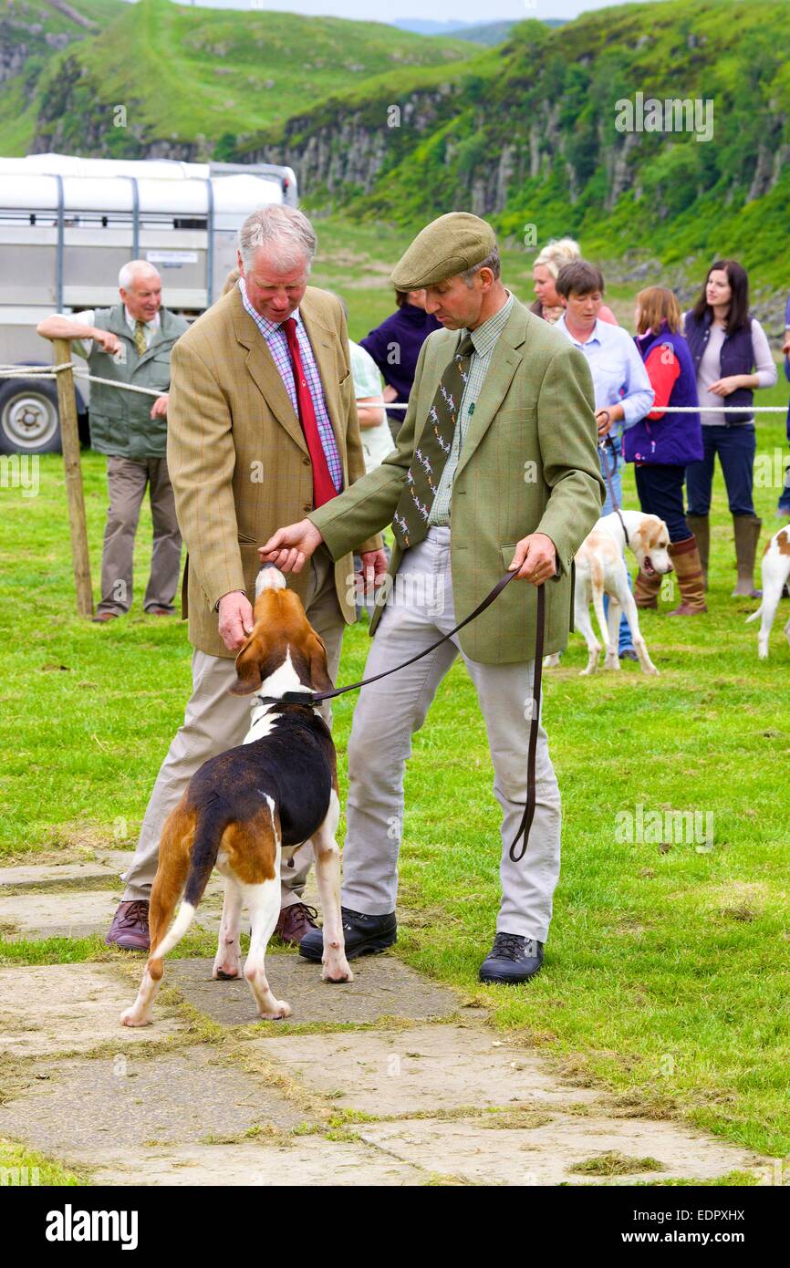 Man showing Foxhound. The Roman Wall Show, Steel Rigg Hadrian's Wall ...