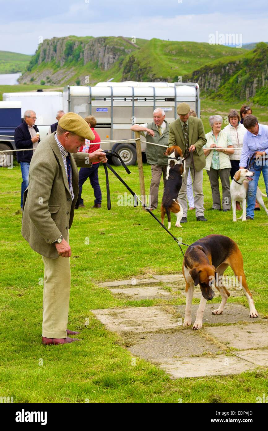 Man showing Foxhound. The Roman Wall Show, Steel Rigg Hadrian's Wall ...