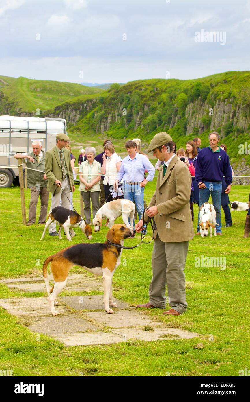 Man showing Foxhound. The Roman Wall Show, Steel Rigg Hadrian's Wall ...