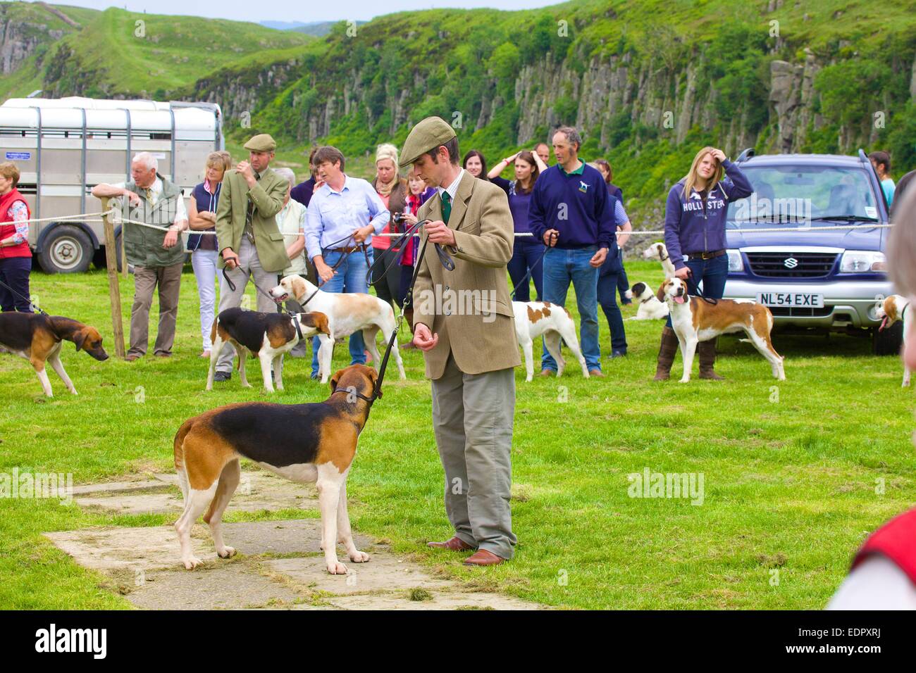 Man showing Foxhound. The Roman Wall Show, Steel Rigg Hadrian's Wall ...