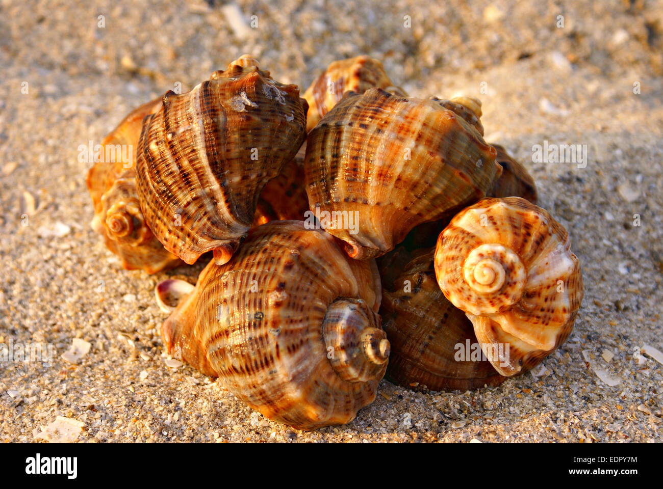 Sea shells on the sand ,in the light of the sunrise. Summer and ...
