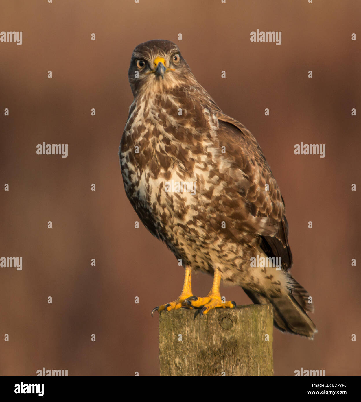 Common buzzard buteo hawk raptor bird of prey glasgow scotland hi-res ...