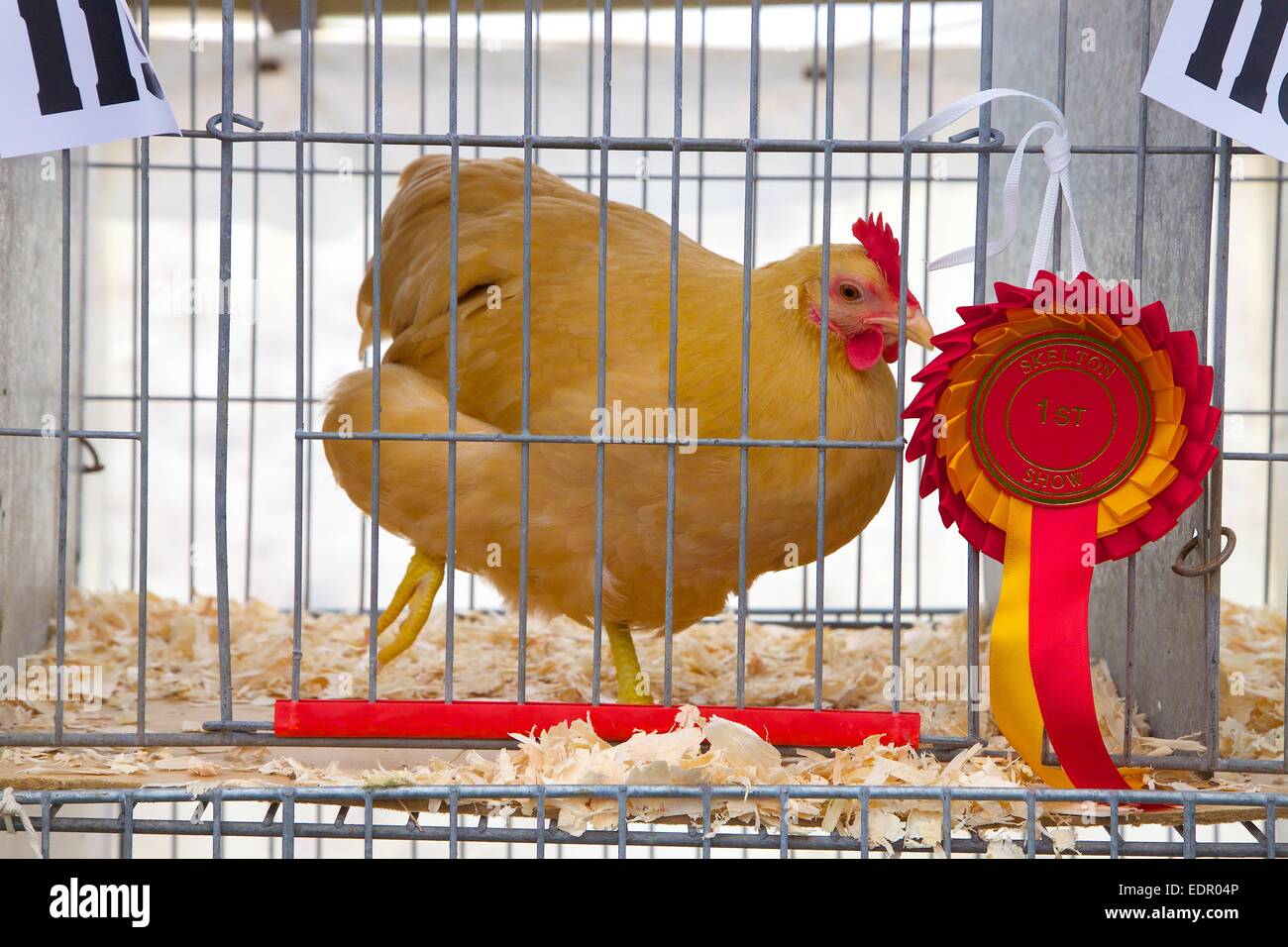 Poultry show cages hi-res stock photography and images - Alamy
