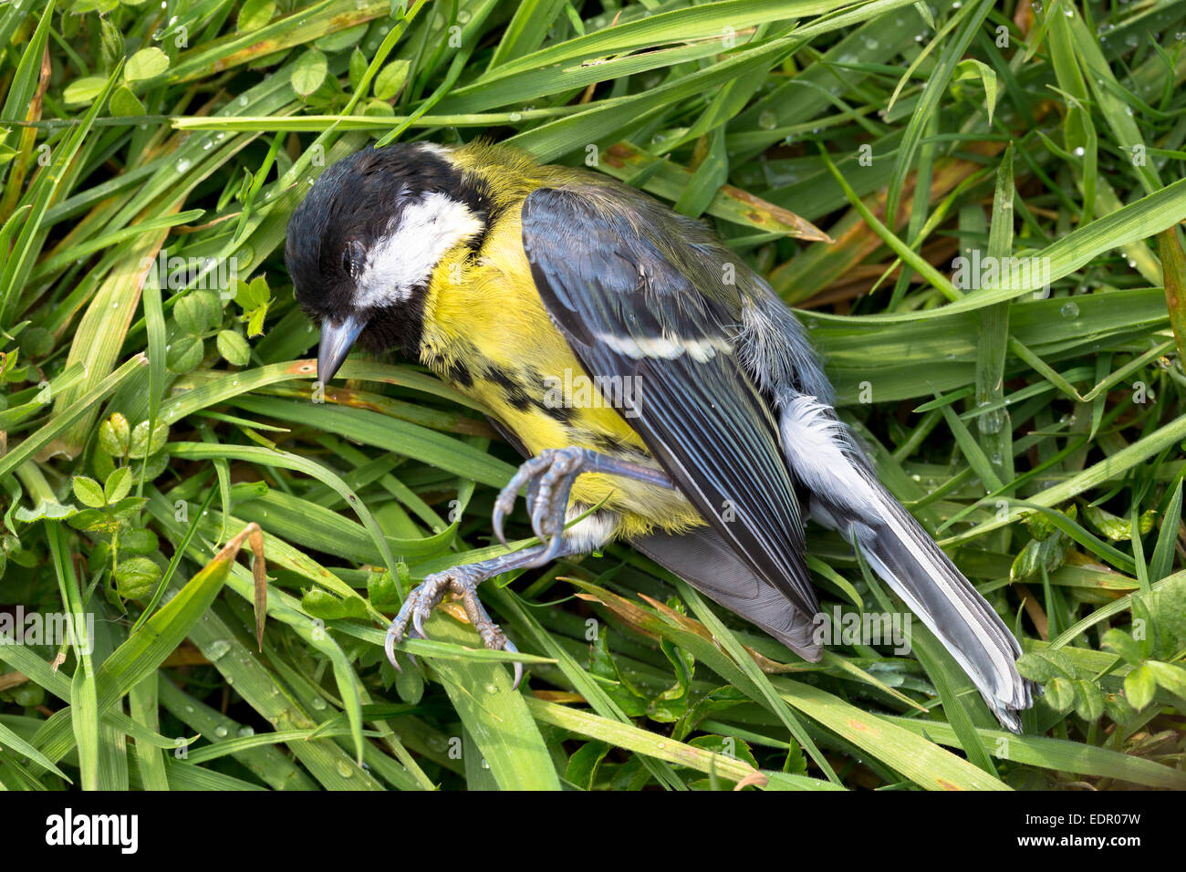 A lifeless dead Great Tit passerine adult bird, Parus major, Paridae ...