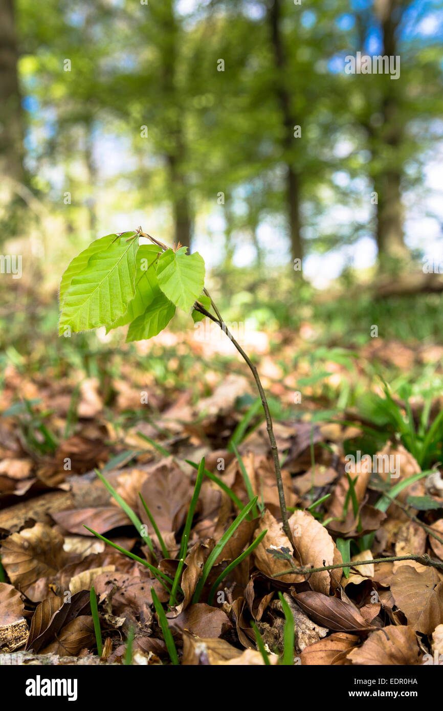 Sapling of Beech tree, Fagus sylvatica, the European beech or common ...