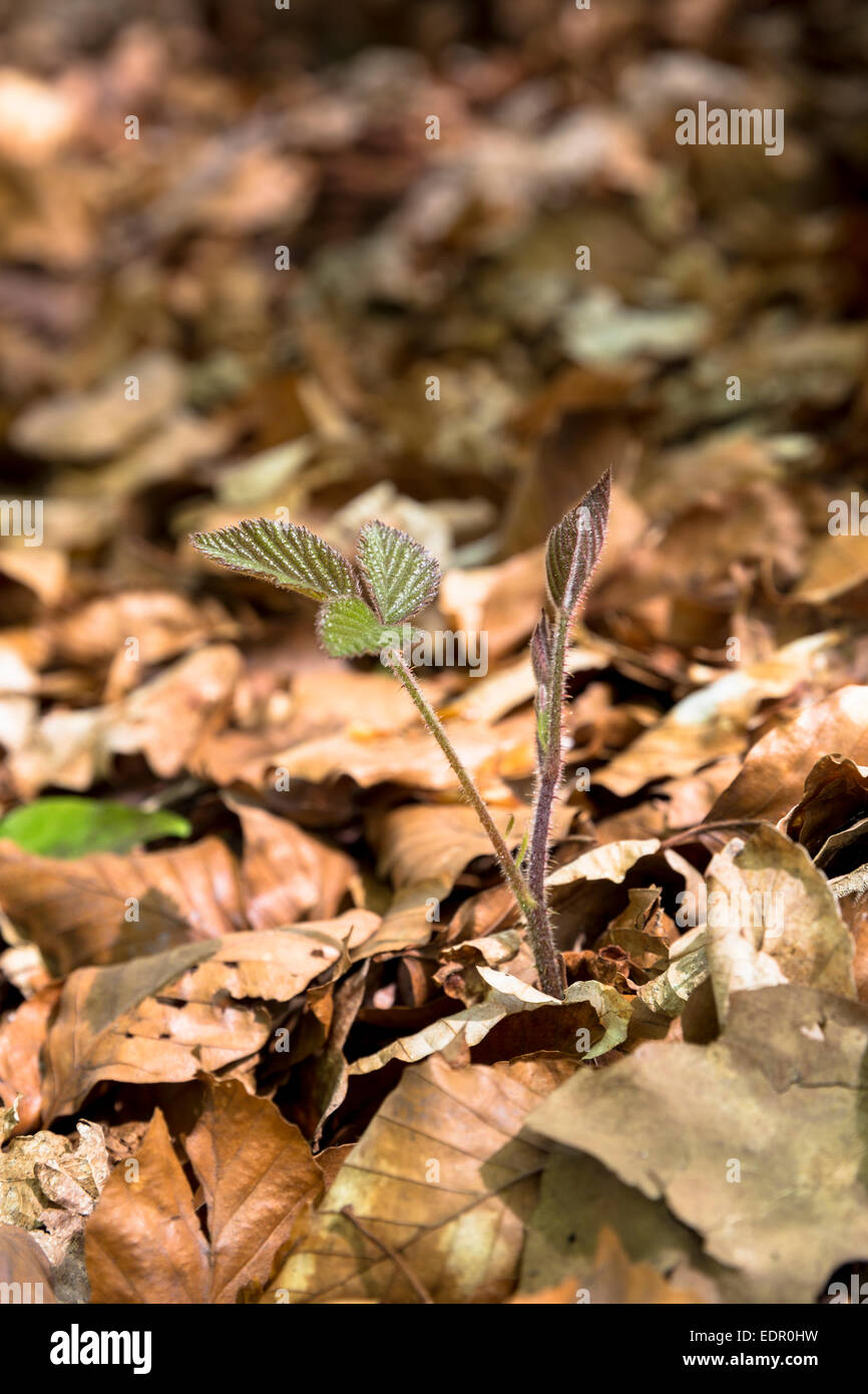 Sapling of Blackberry Bramble, Rubus fruticosus in woodland Stock Photo ...