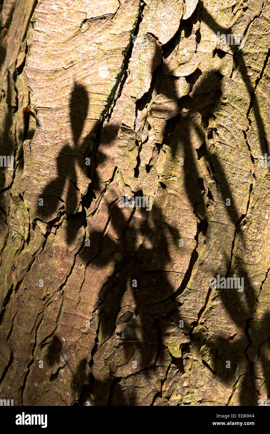 Leaves of Horse-Chestnut deciduous tree, Aesculus hippocastanum, as ...