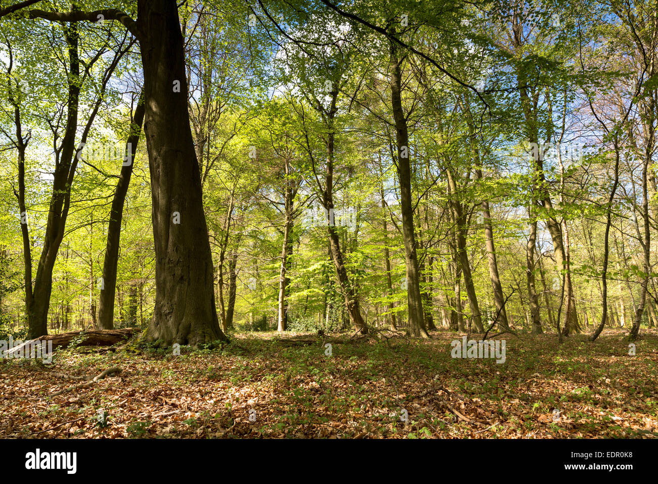 Beech trees, Fagus sylvatica, the European beech or common beech in ...