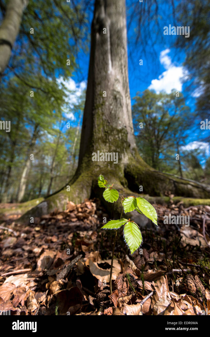 Beech tree sapling hi-res stock photography and images - Alamy