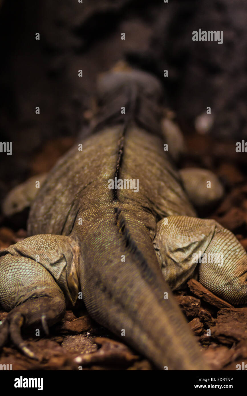 Picture of the back of a Rhinoceros iguana (Cyclura cornuta Stock Photo ...