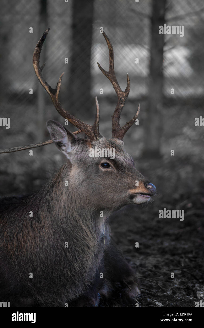 Hert hi-res stock photography and images - Alamy