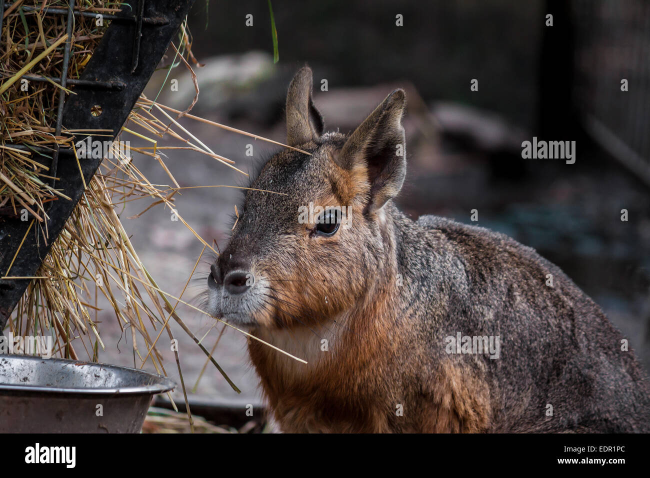 Patagonian Mara Dolichotis patagonum Stock Photo - Alamy