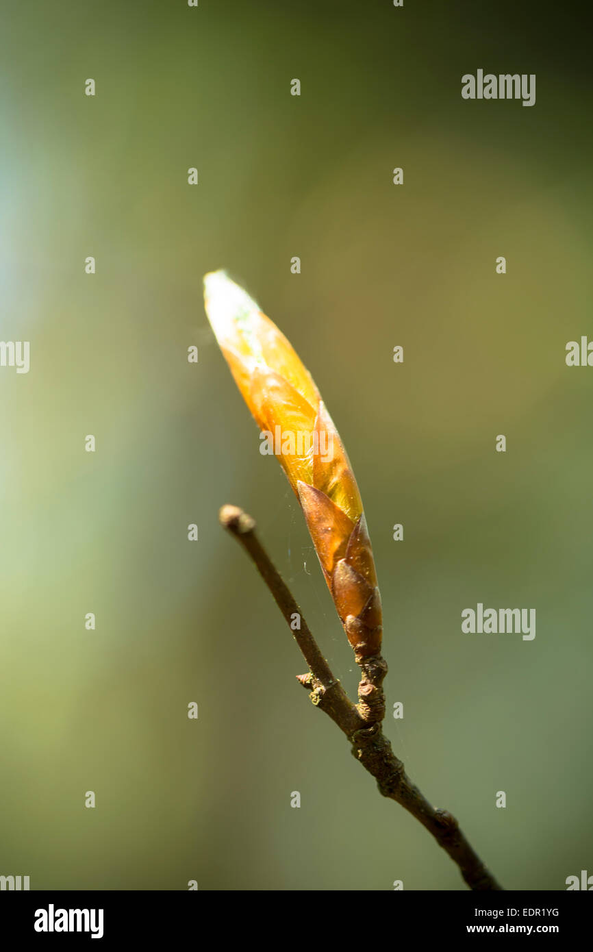 Beech leaf bud, Fagus sylvatica, as Spring turns to Summer in Bruern ...