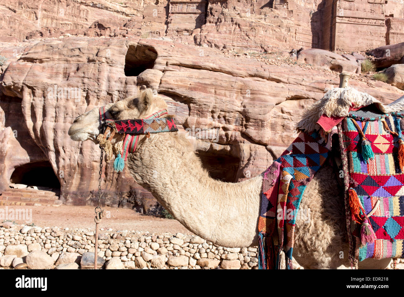 Camels photographed in Petra, Jordan Stock Photo - Alamy