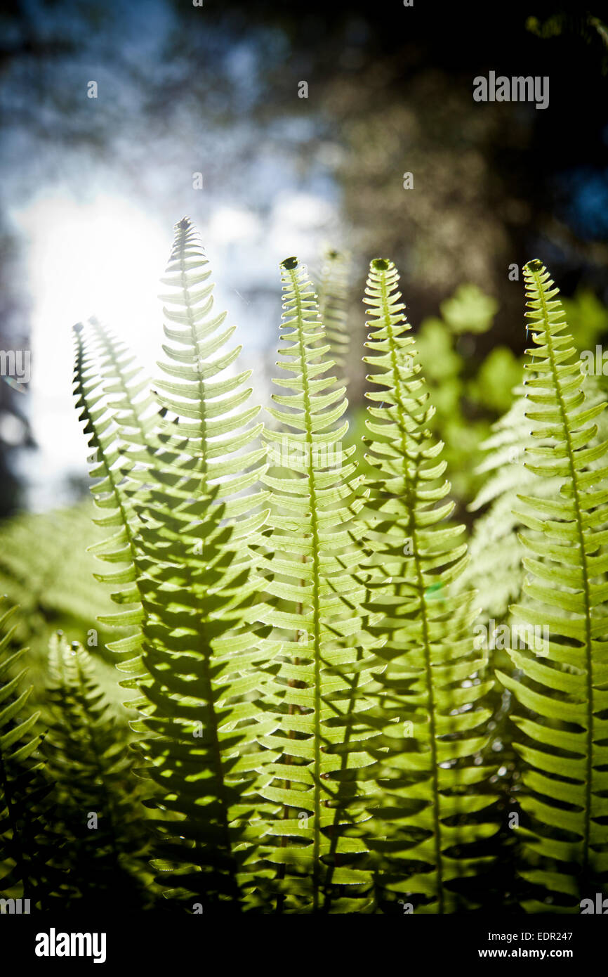 Deer Ferns (Blechnum spicant Stock Photo - Alamy