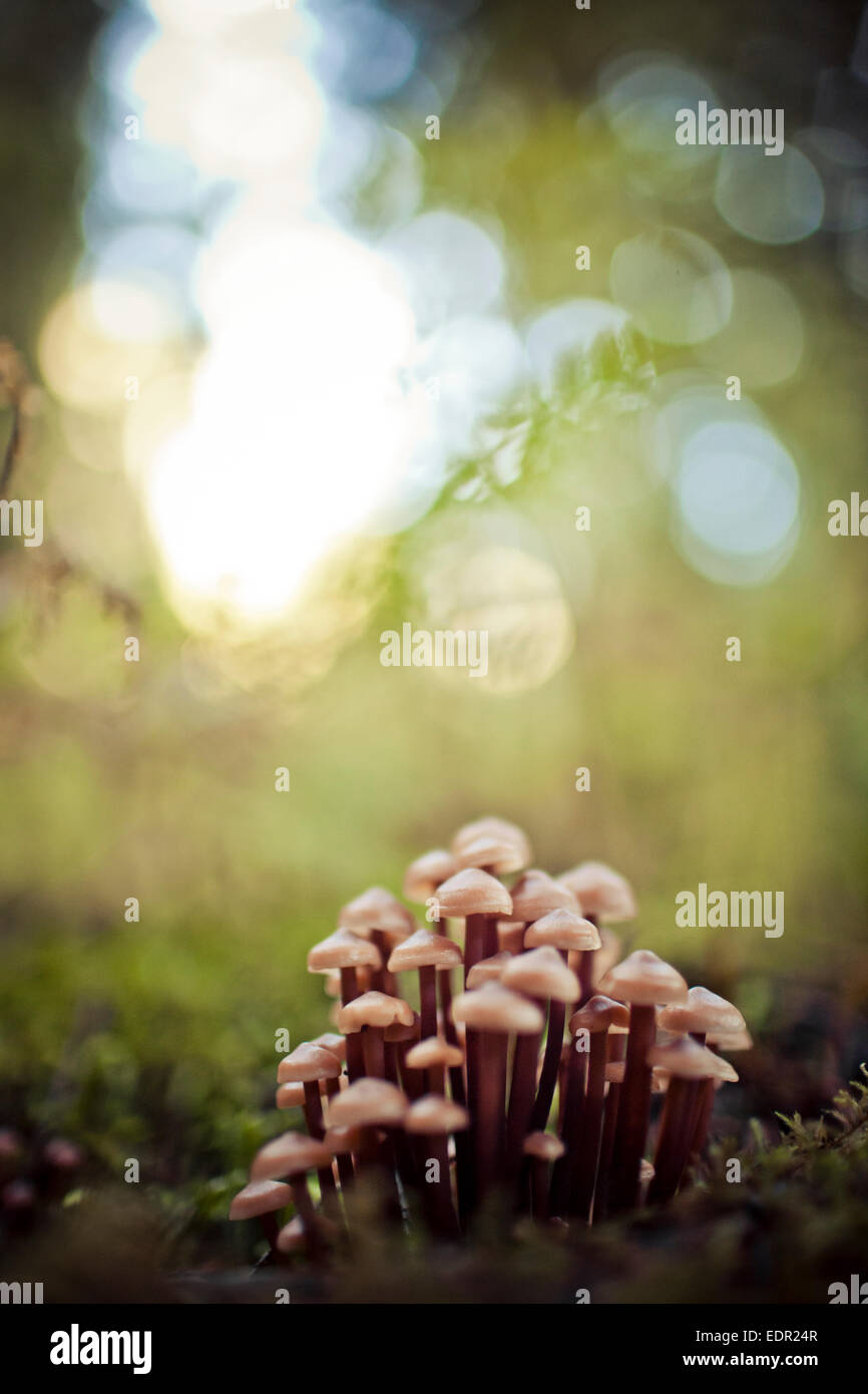 Clump of tiny mushrooms Stock Photo - Alamy