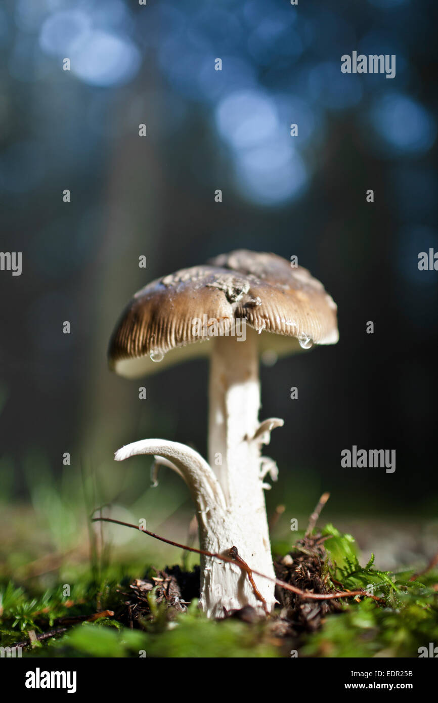 Non decaying hi-res stock photography and images - Alamy