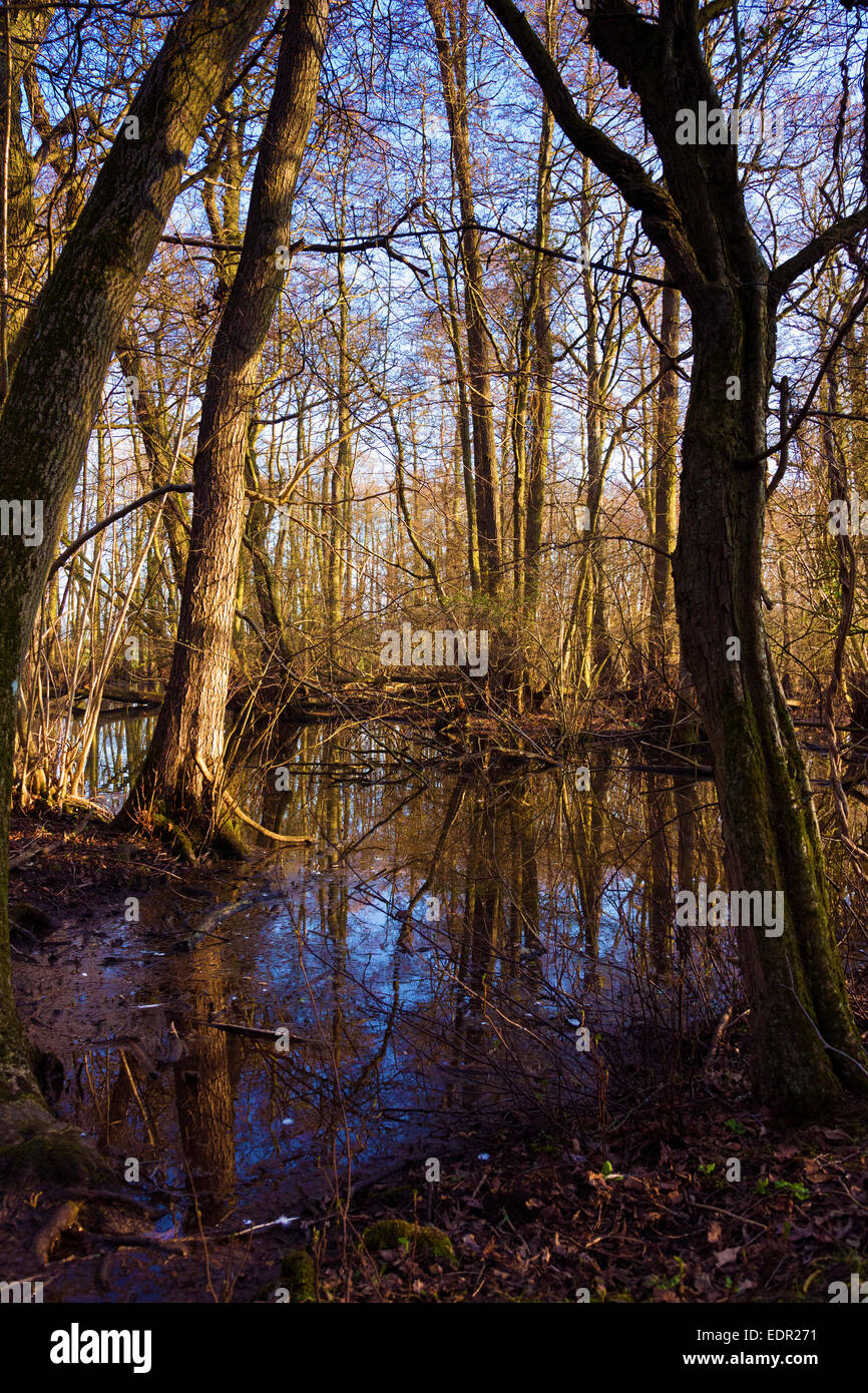 swampland around a lake in UK Stock Photo - Alamy