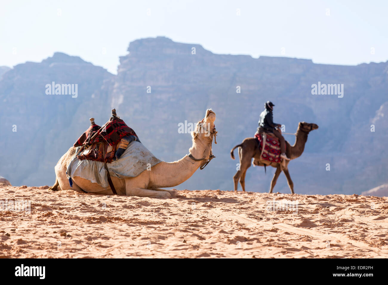 Riding camels wadi rum hi-res stock photography and images - Alamy