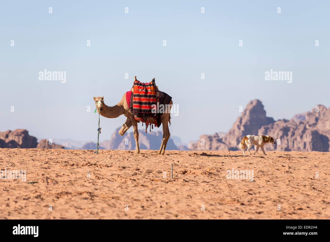 Wadi dog hi-res stock photography and images - Alamy