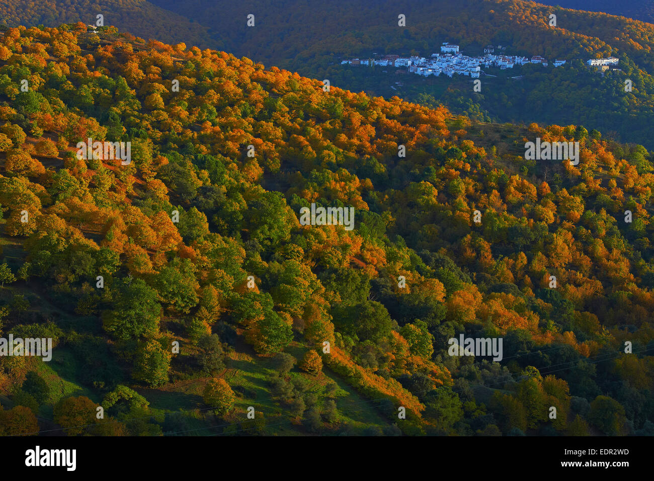 Pujerra, Valle del Genal, Chesnut forest (Castanea sativa), Autumn ...