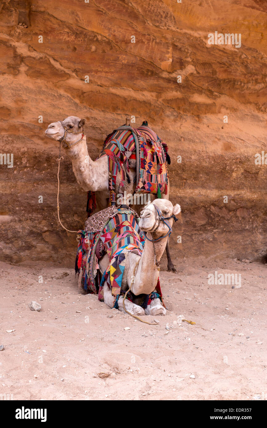 Camels in Petra, Jordan Stock Photo - Alamy