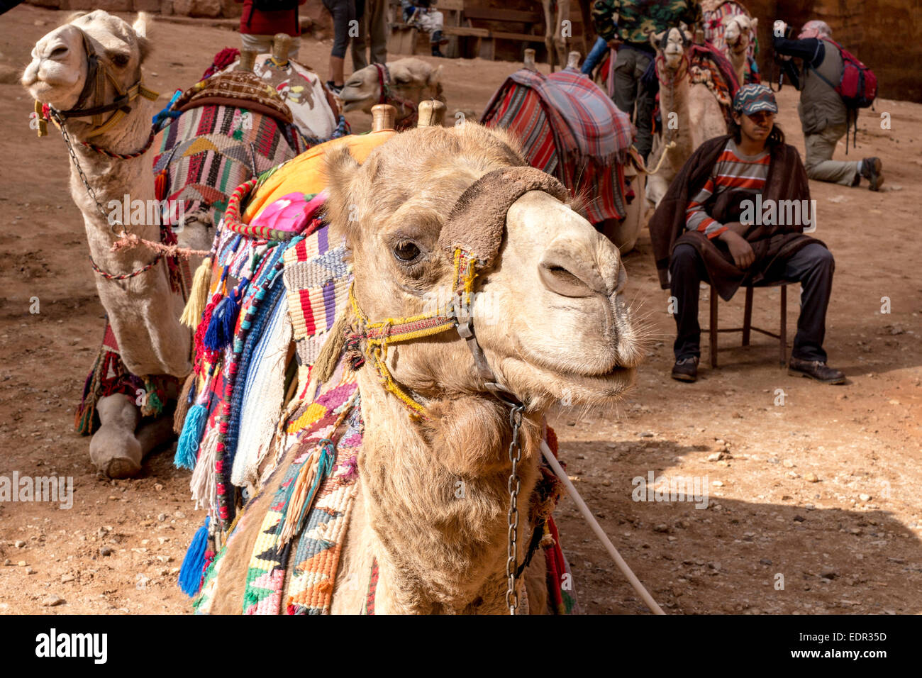 Camels in Petra, Jordan Stock Photo - Alamy