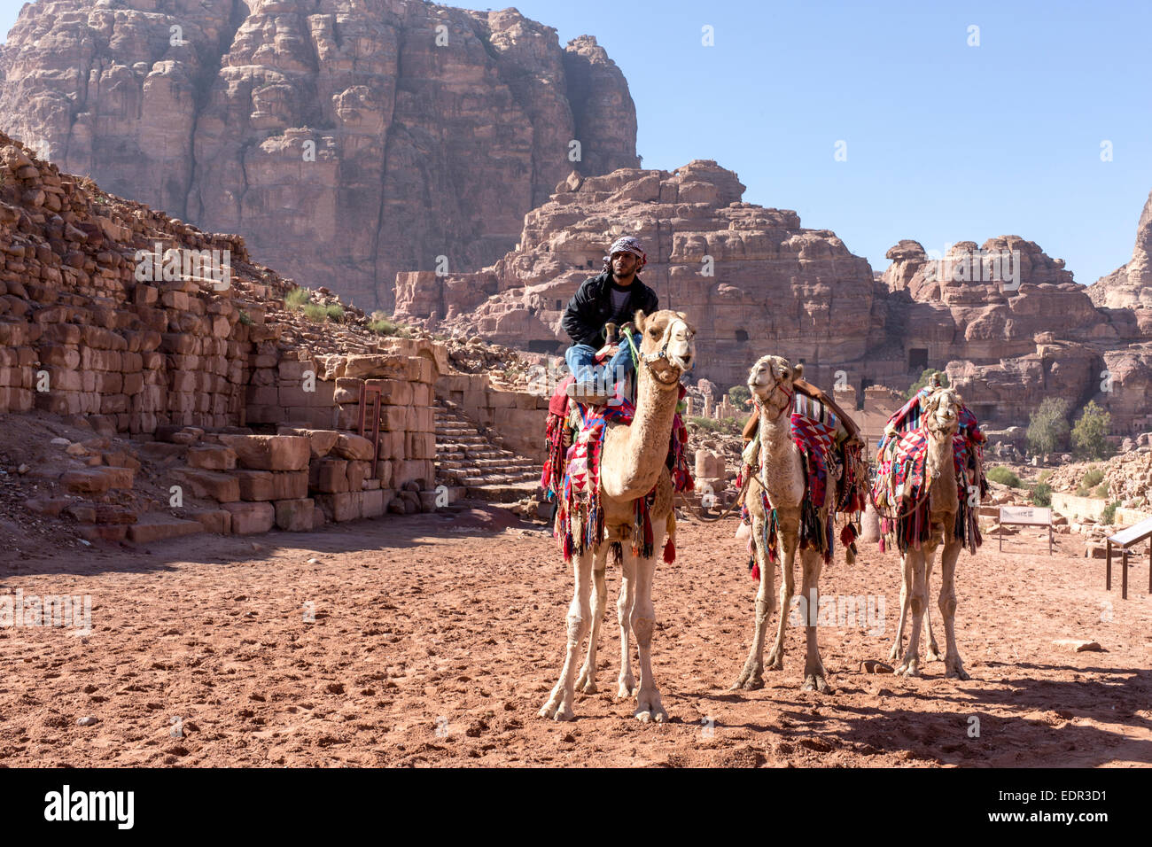 Camels in Petra, Jordan Stock Photo - Alamy