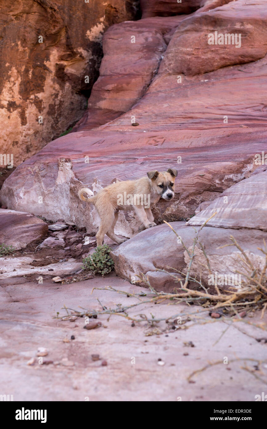 A dog in Petra, Jordan Stock Photo - Alamy