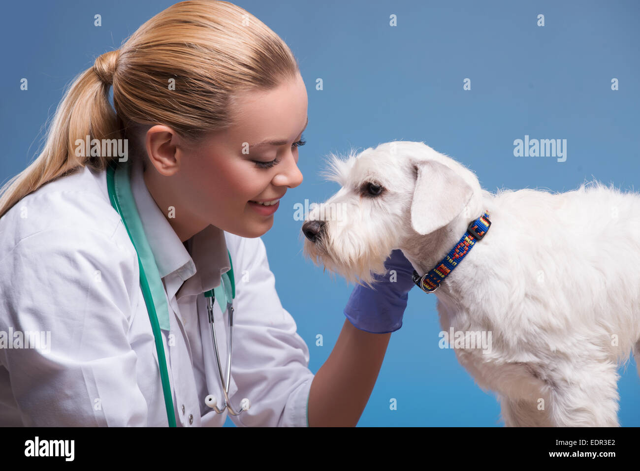 Cute little dog visits vet Stock Photo - Alamy