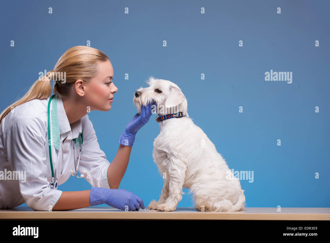 Cute little dog visits vet Stock Photo - Alamy