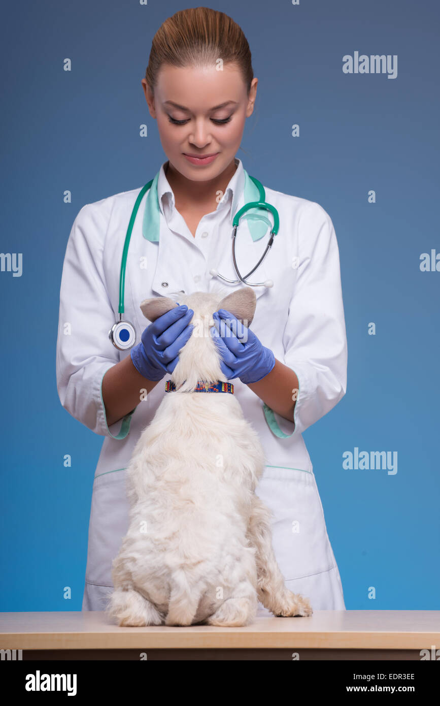 Cute little dog visits vet Stock Photo - Alamy