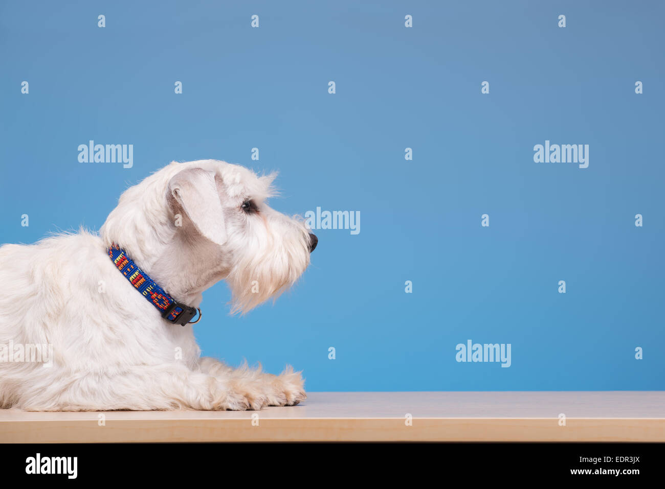 Cute little dog on the table Stock Photo - Alamy