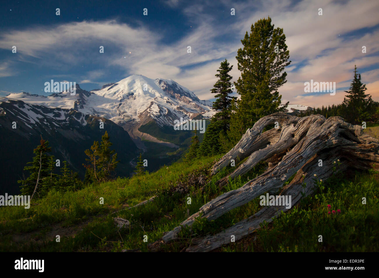 Alpine meadow with tree stump hi-res stock photography and images - Alamy