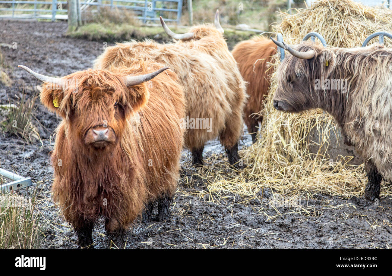 Highland Cattle Sutherland Scotland UK Stock Photo - Alamy