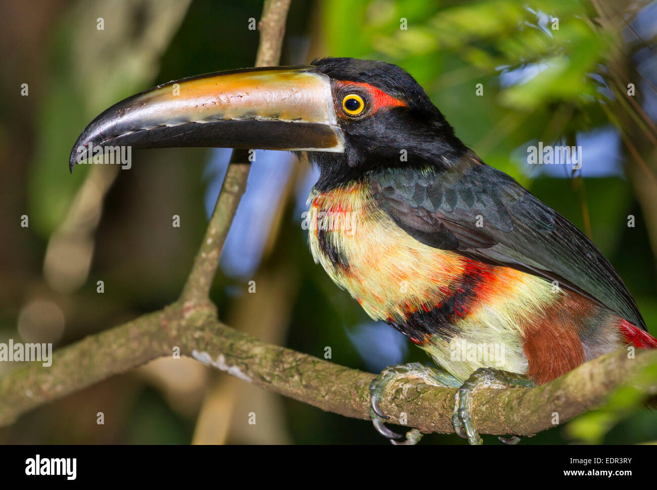 Crouched collared aracari (Pteroglossus torquatus) portrait, Tortuguero ...