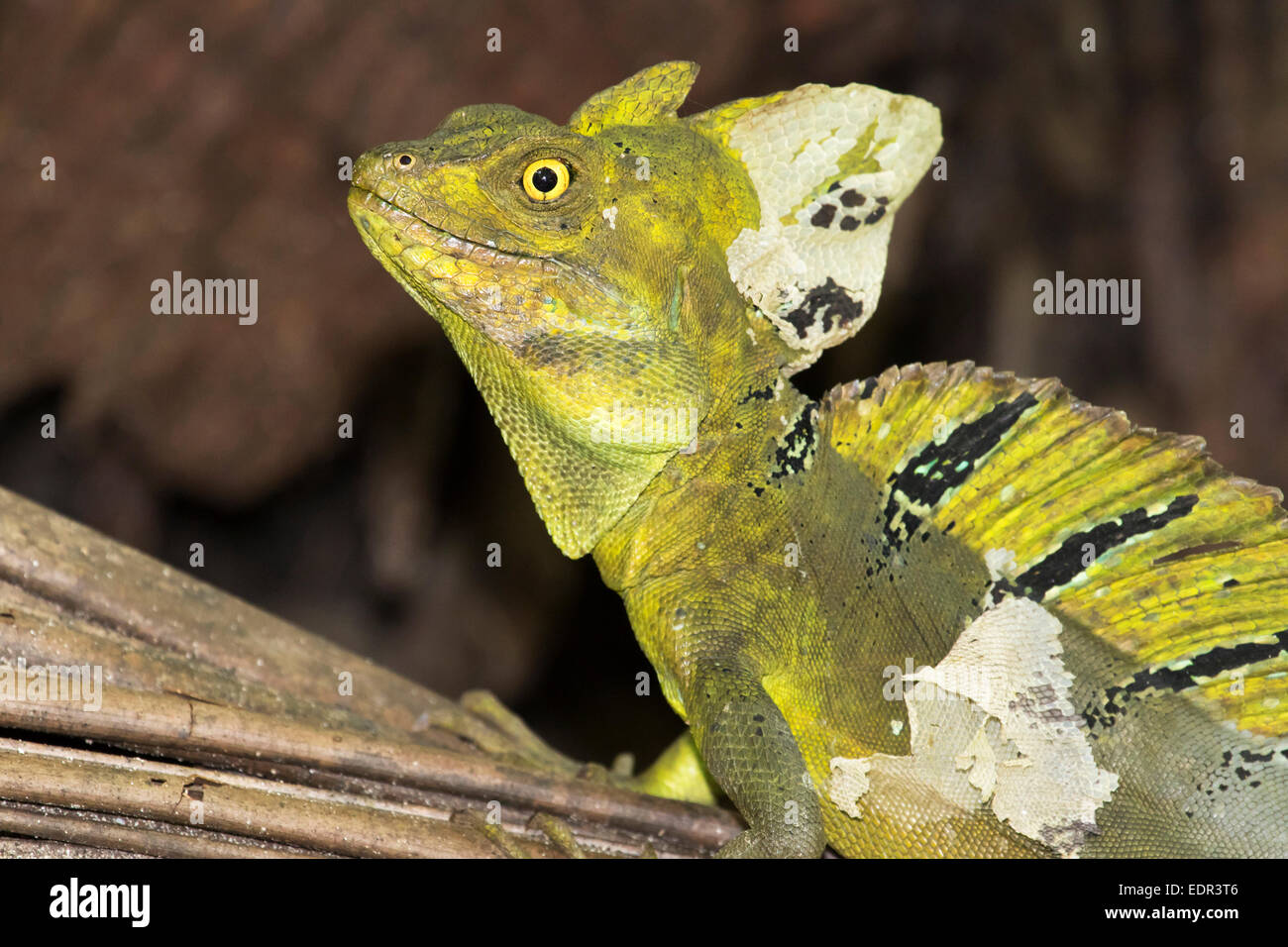 Basiliscus plumifrons costa hi-res stock photography and images - Alamy