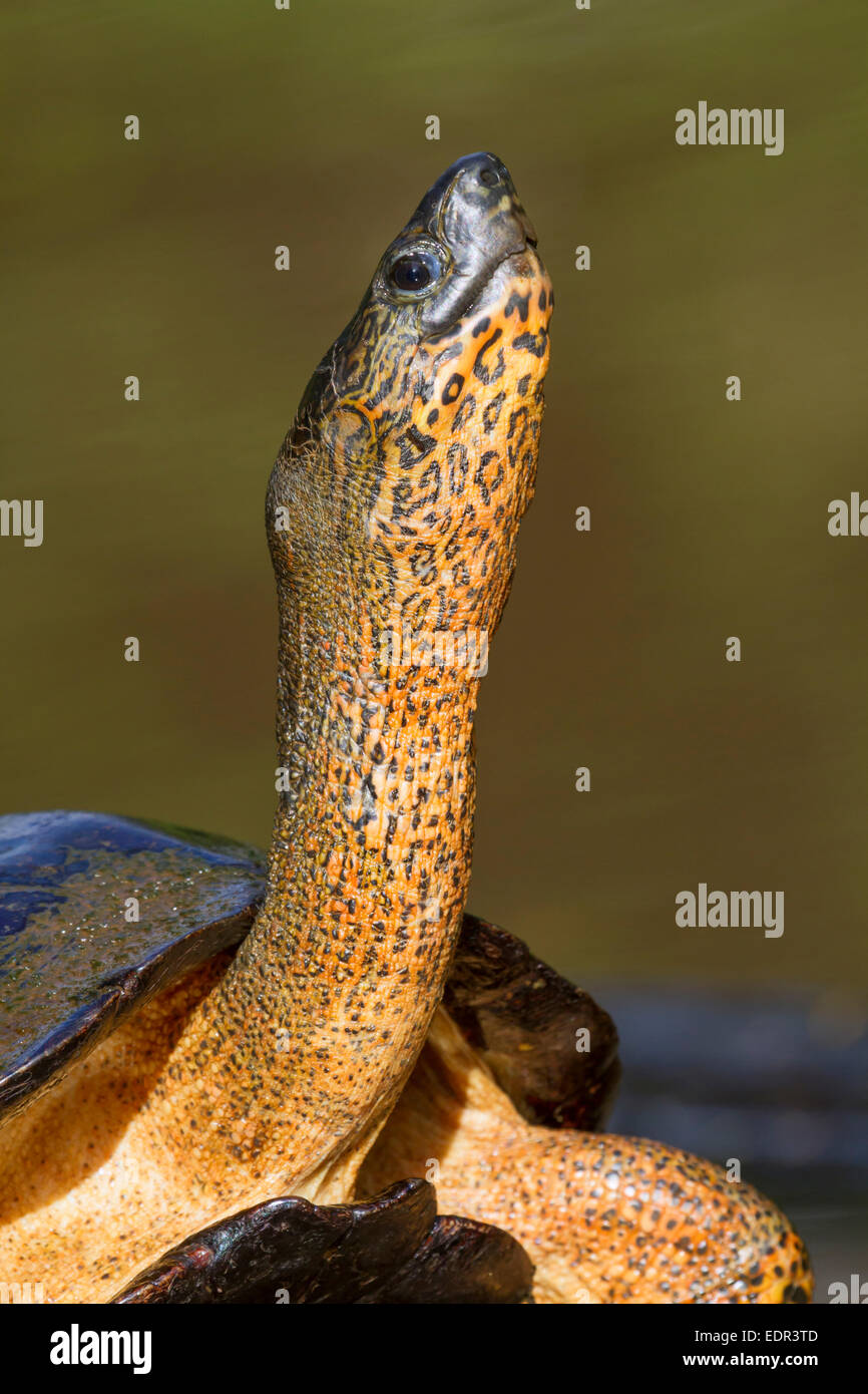 River turtle hi-res stock photography and images - Alamy