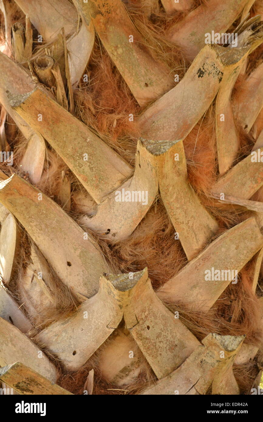 Detail of the texture of a palm tree's trunk in Florida's Crystal River ...