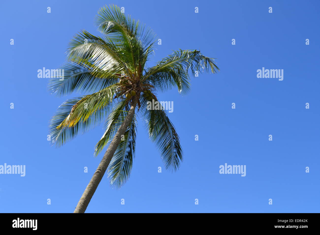 Some good, old-fashioned coconuts on a good, old-fashioned palm tree ...