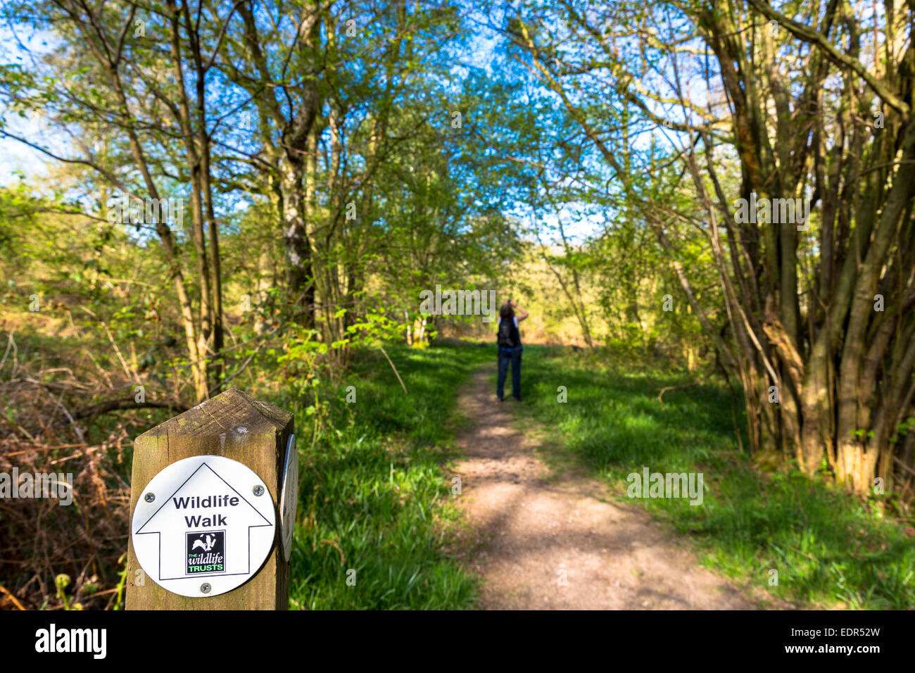 Nature trail with wildlife walk signpost in woodland scene of silver ...
