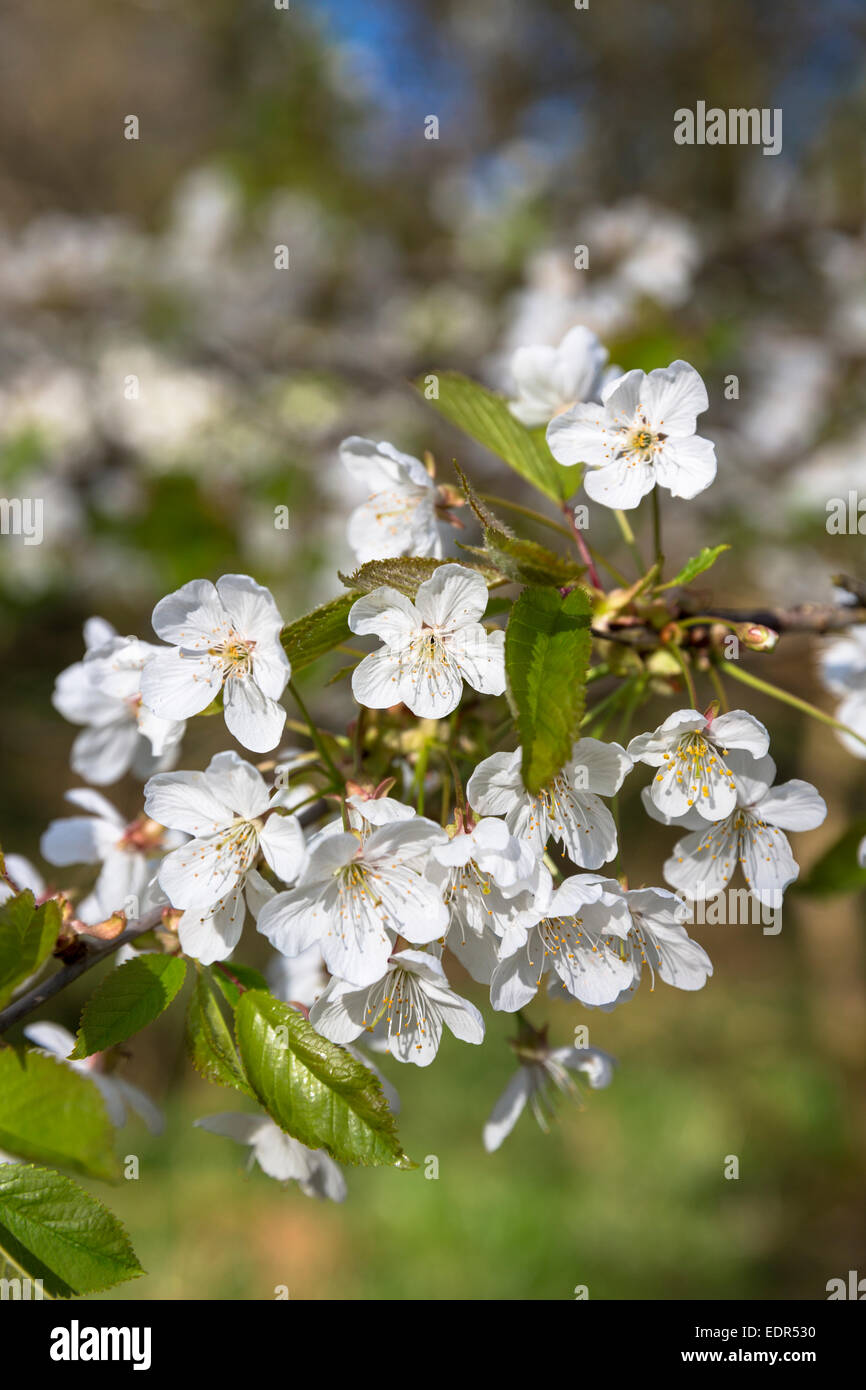 Cherry blossom trees in summer hi-res stock photography and images - Alamy