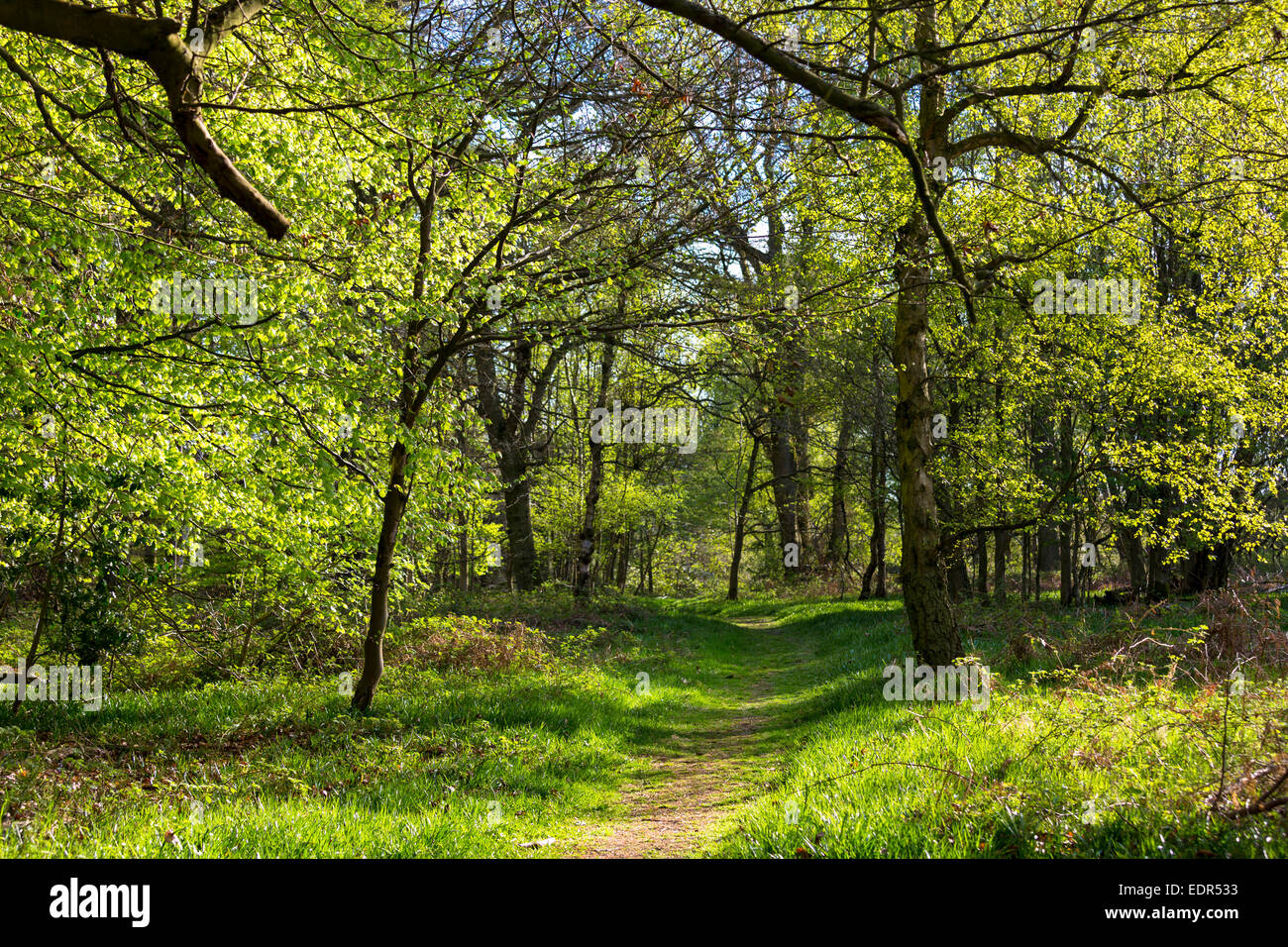Country walk on nature trail within Bruern Wood in The Cotswolds ...