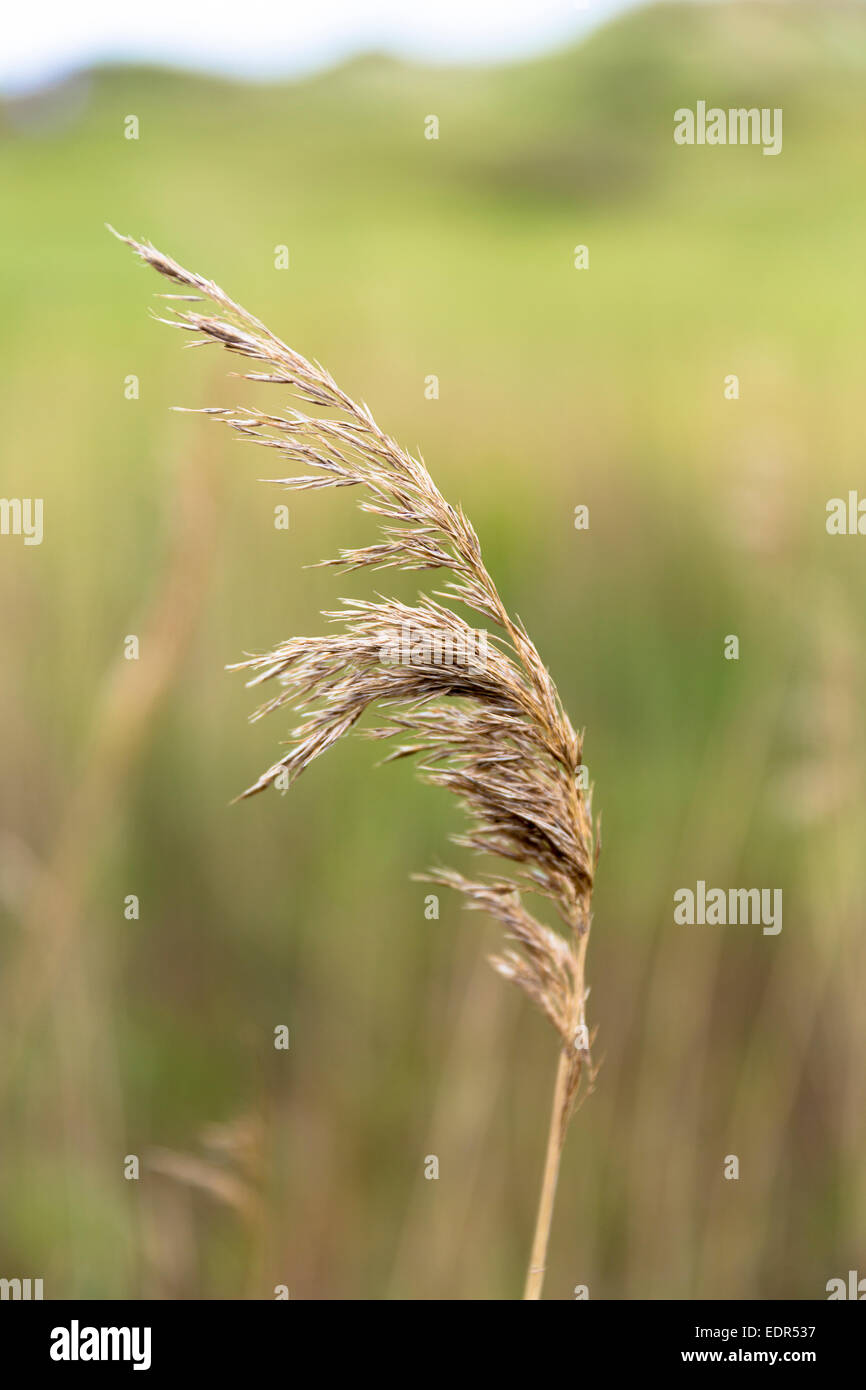 Image of wild grass hi-res stock photography and images - Alamy