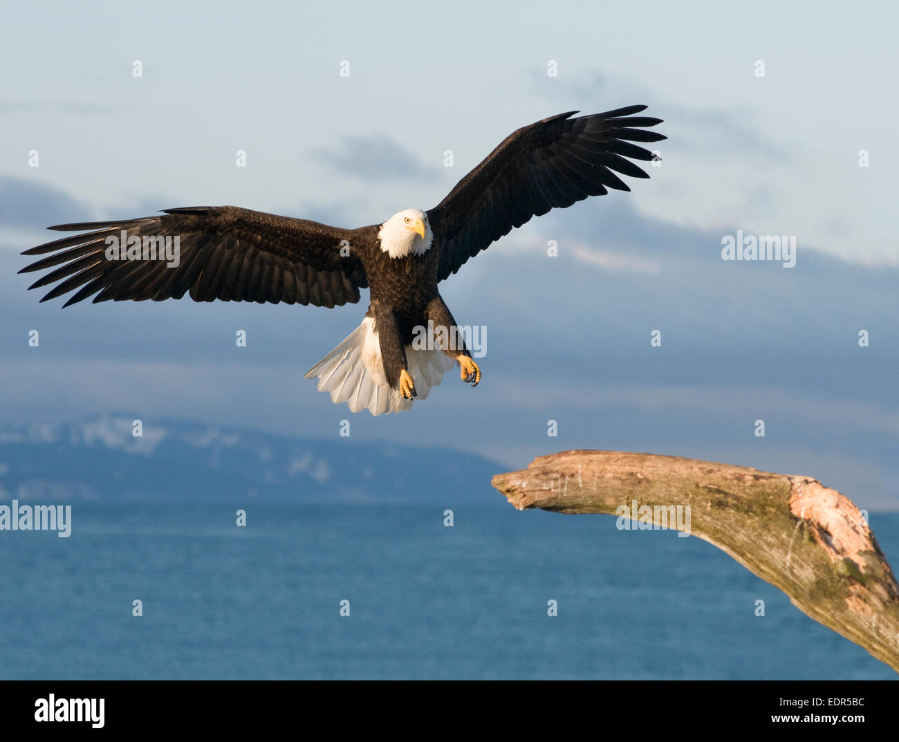 Bald eagle landing on branch hi-res stock photography and images - Alamy