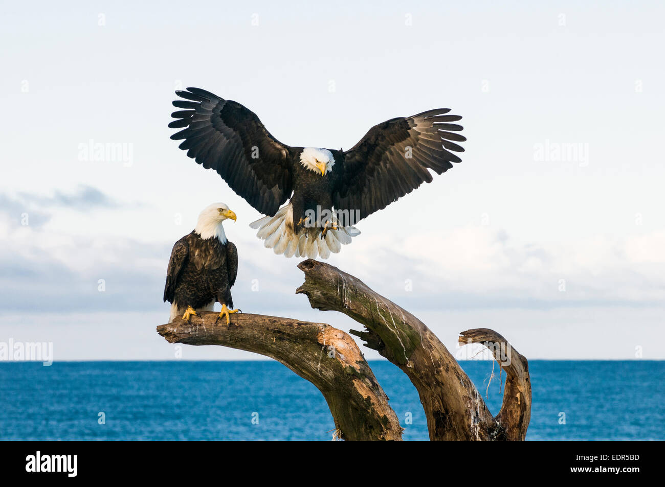 Bald eagle landing on branch hi-res stock photography and images - Alamy