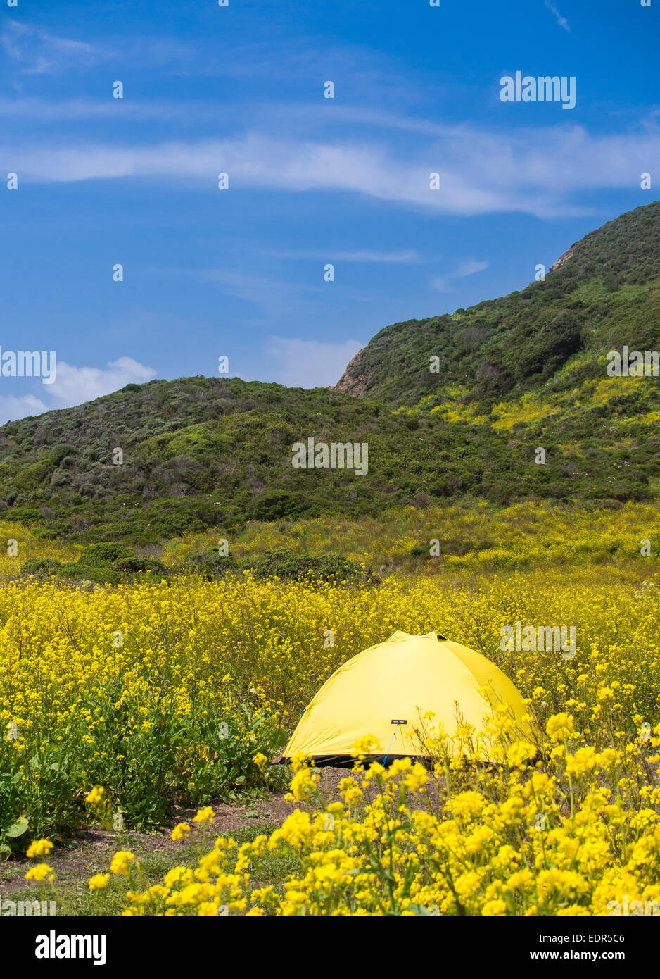 Wildcat Campground, Point Reyes National Sea Shore Stock Photo - Alamy