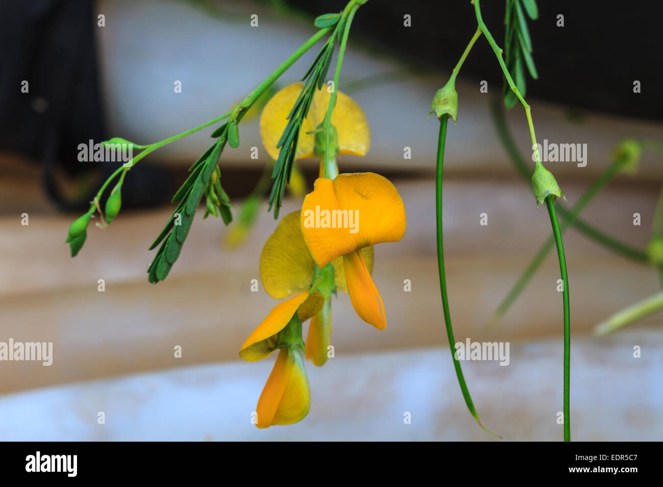 Sesbania grandiflora hi-res stock photography and images - Alamy